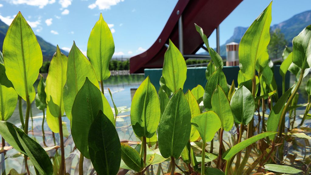 Das Naturbad | NATURBAD GARGAZON | [Gargazon, Southtyrol, Italy]